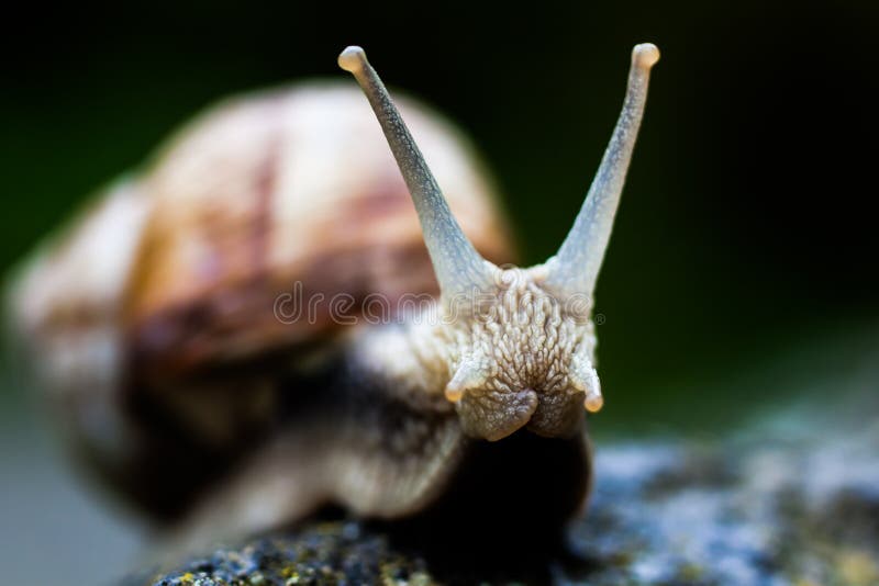 Staring snail. stock photo. Image of staring, insects - 48947912