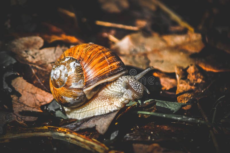 Snail close-up filter stock image. Image of invertebrate - 70818483
