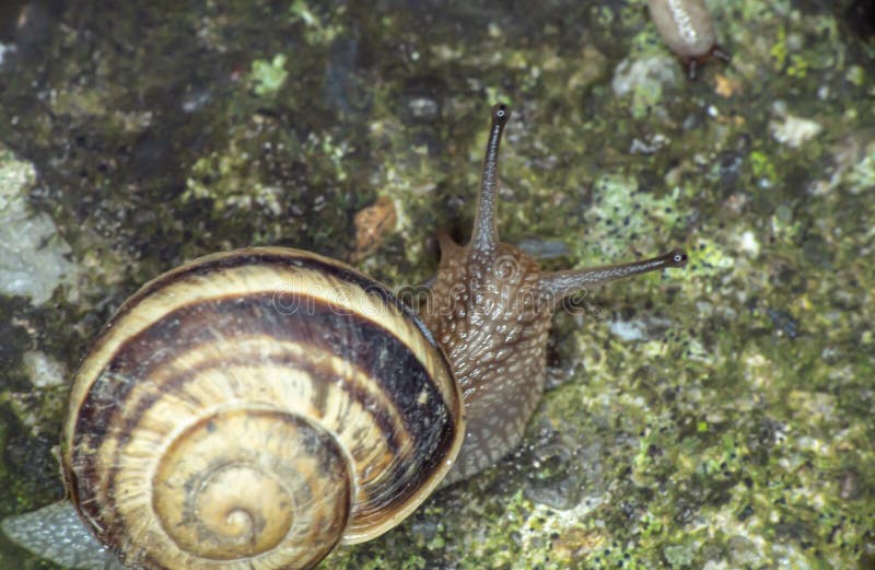 Snail Close Up in the Garden Stock Image - Image of garden, grass ...