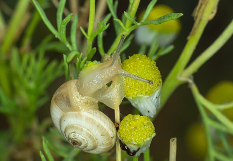 Snail Close Up in the Garden Stock Photo - Image of plant, slimy: 215916802