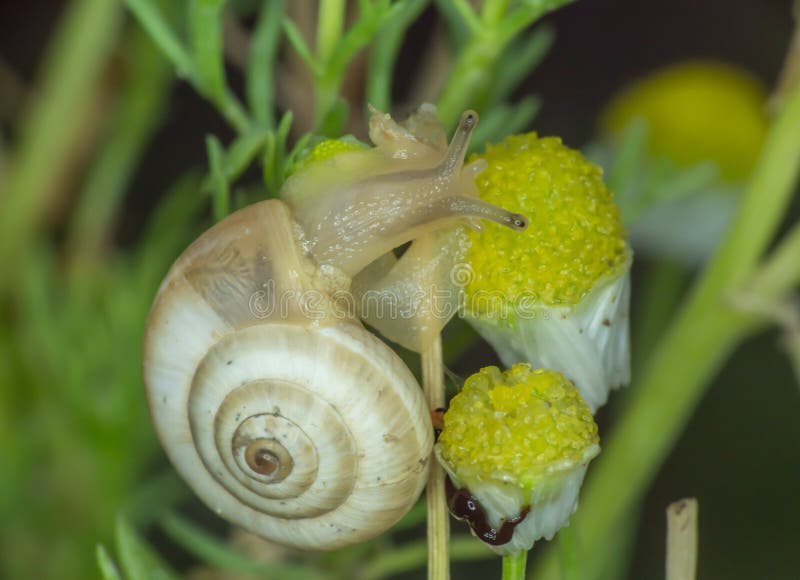 Snail Close Up in the Garden Stock Photo - Image of helix, green: 232243550