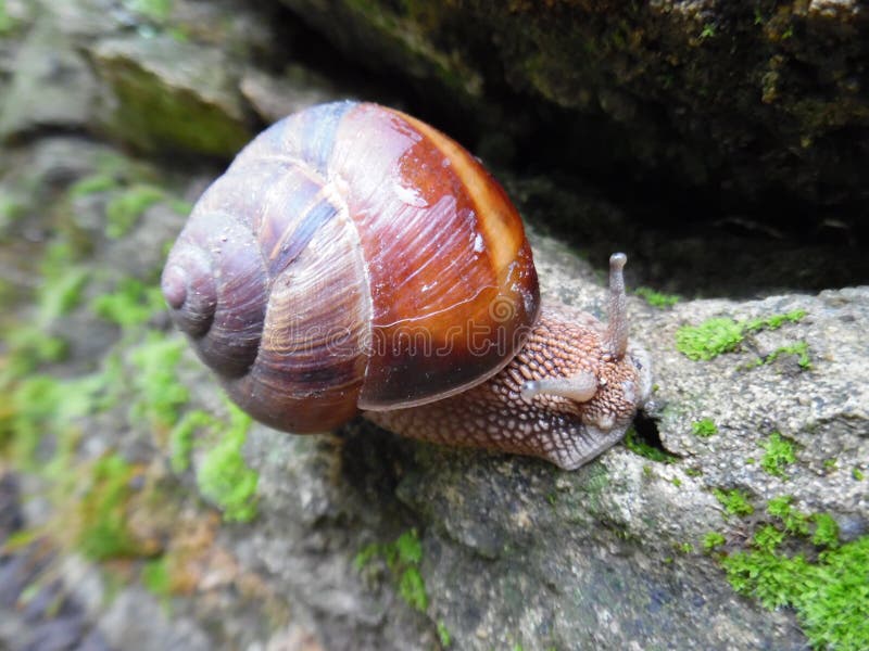 Snail Close-up with an Interesting Look Stock Image - Image of stone ...