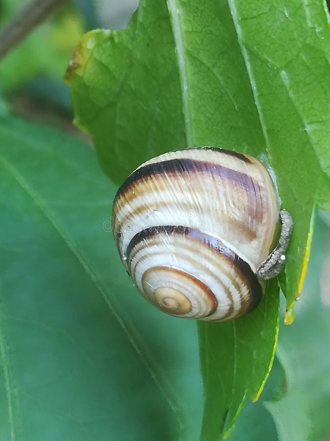 Snail stock image. Image of autom, life, snail, animal - 99940047