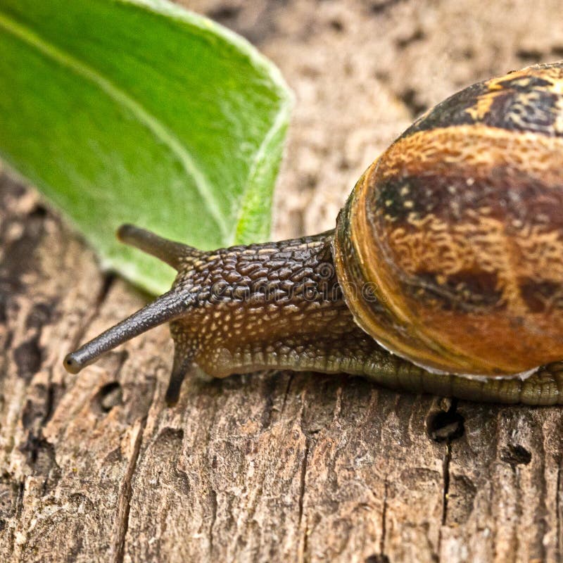 Snail close-up stock image. Image of sticky, background - 217722575