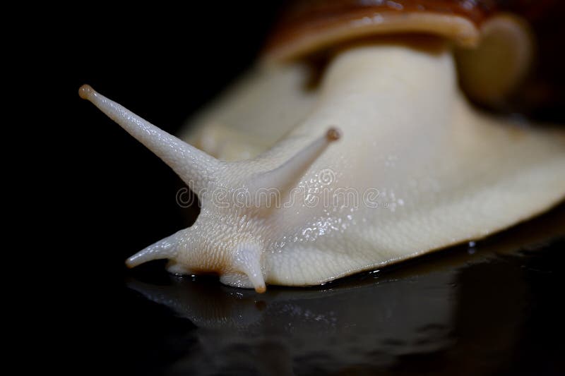 Snail Close-up in the Studio Stock Photo - Image of shell, food: 139367208
