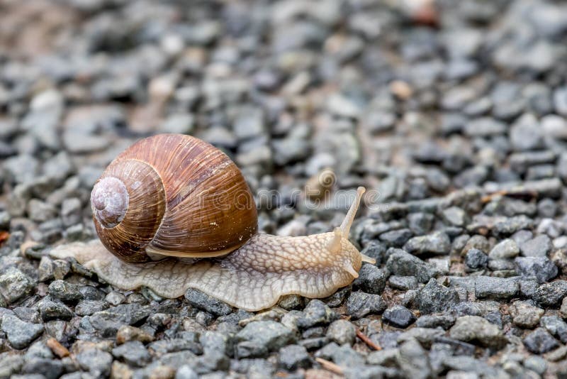 39,944 Slow Snail Stock Photos - Free & Royalty-Free Stock Photos from ...