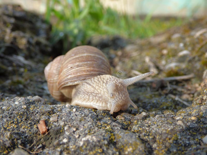 Snail close up stock image. Image of path, outdoor, crawl - 39925397