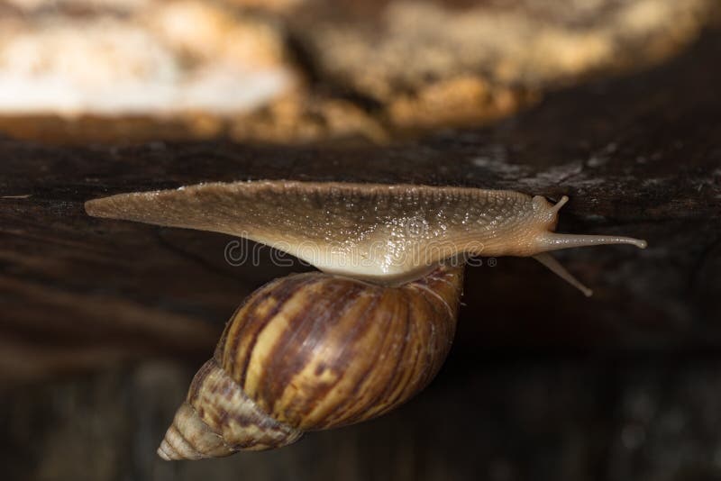 Snail stock photo. Image of edible, mollusk, garden, macro - 93249248