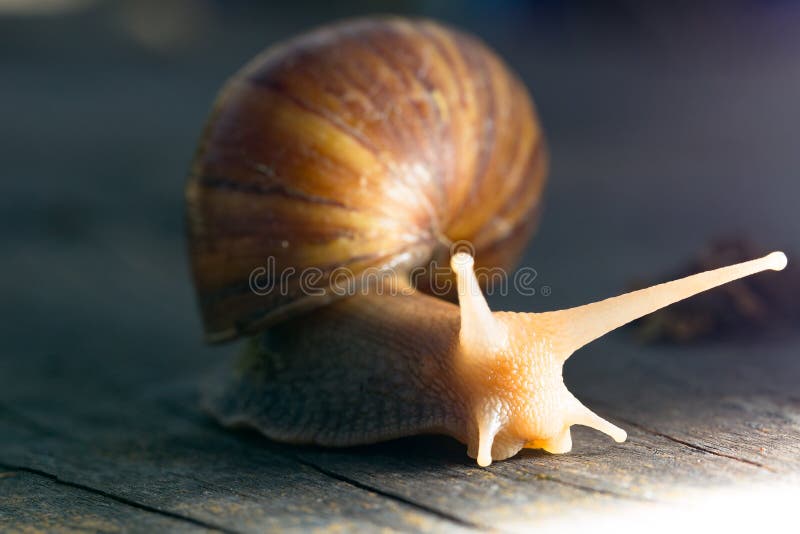 Snail stock photo. Image of crawling, nature, helix, slow - 93249262