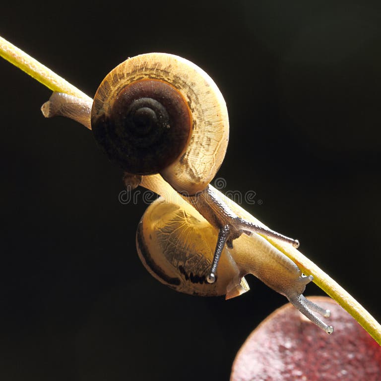 Snail stock photo. Image of telescope, shell, pest, form - 42504542