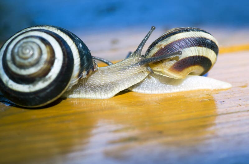Snail stock photo. Image of helicidae, size, snail, body - 44924754