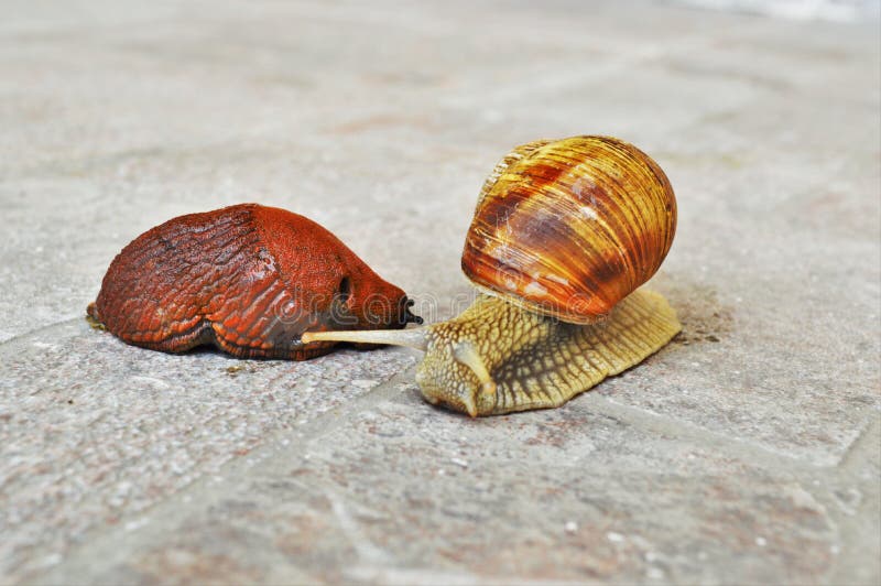 Snail Stretching Out from Striped Shell Stock Photo - Image of moving ...
