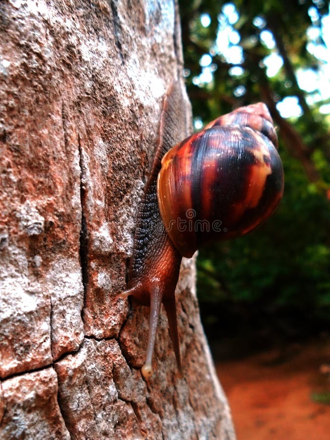 Snail in a Coconut tree stock photo. Image of flower - 200044476