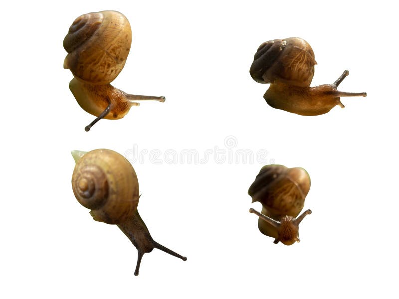 Snail with Coiled Shell Different Views Set Isolated on White Stock ...