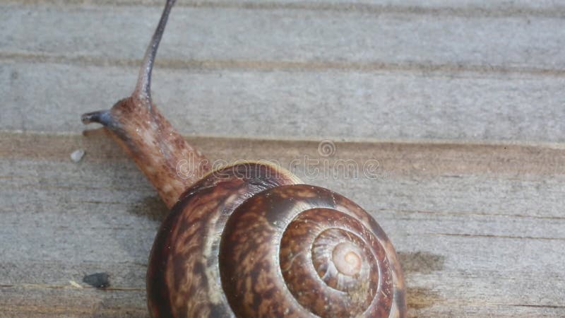 Snail Comes Out of the Shell and Reveals Its Horns Stock Video - Video ...