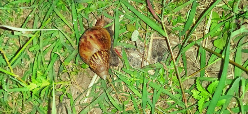 A Snail is Coming Out of Its Shell Stock Image - Image of animal ...