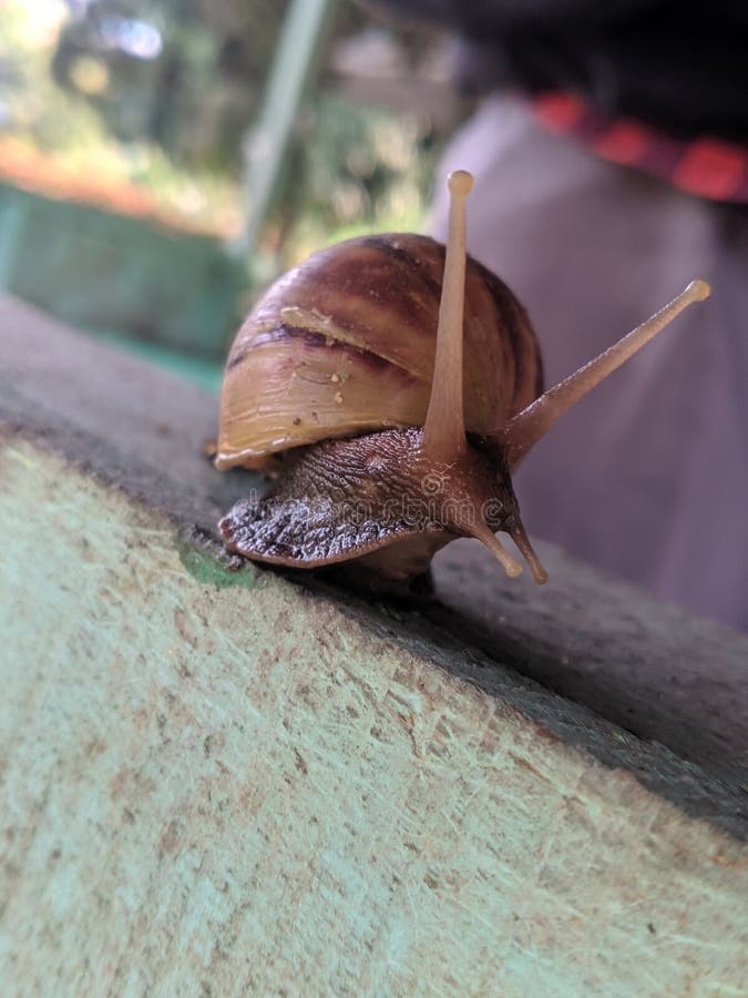 A Snail that is Coming Out of Its Shell Stock Photo - Image of seafood ... A Snail that is Coming Out of Its Shell Stock Photo - Image of seafood ...