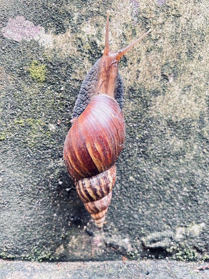 Snail stock photo. Image of gastropoda, snail, class - 376365804