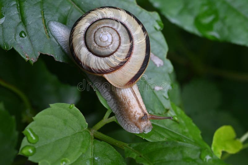 A snail. stock image. Image of life, closeup, soil, texture - 324839093