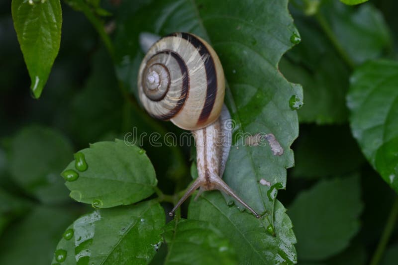 A snail. stock image. Image of macro, soil, shells, detail - 324839099