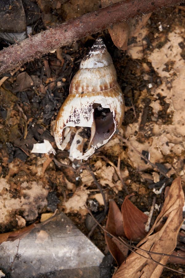 A Snail Conch Burnt after Forest Fire. Forest Fire Effect Stock Photo ...