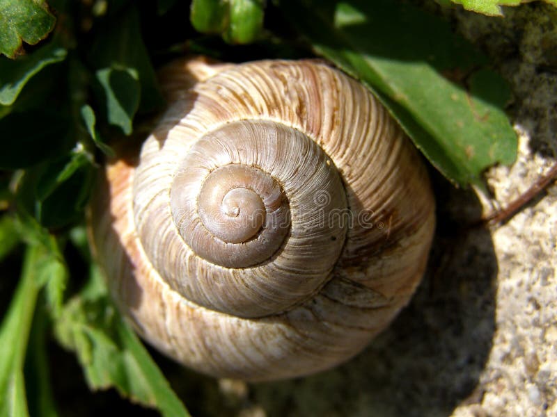 Snail conch detail stock image. Image of detail, nature - 45298065