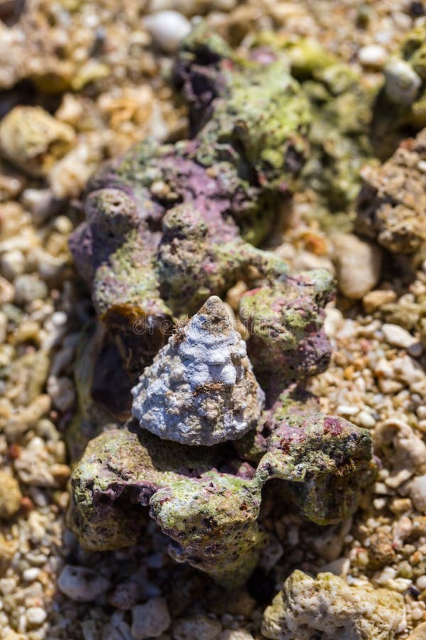 Snail on Coral Off Le Morne Mauritius at Low Tide Stock Photo - Image ...