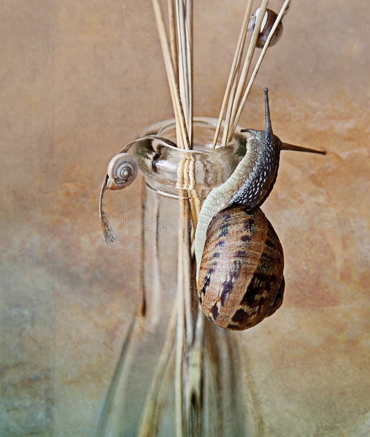 Snail - Cornu aspersum stock image. Image of pest, gastropod - 20911935