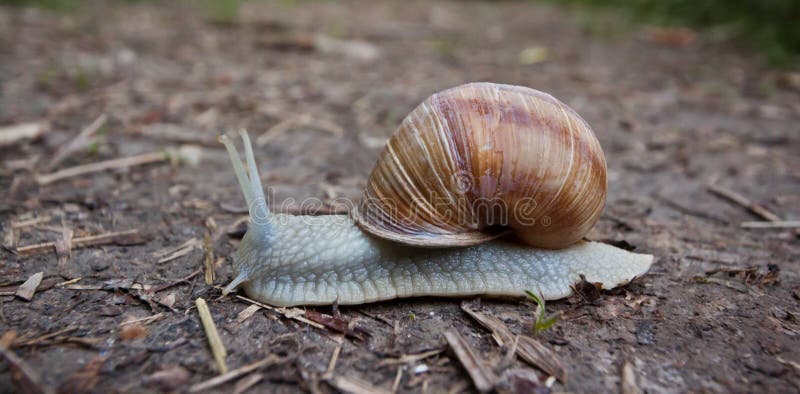 Snail on path stock photo. Image of slug, nature, mollusc - 134706052