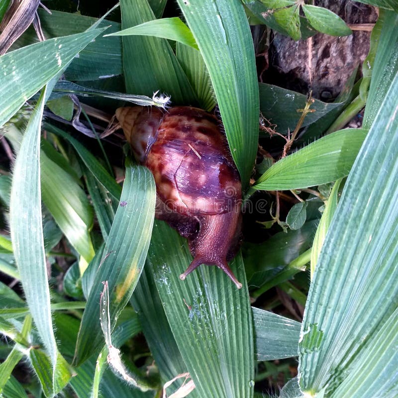 A Snail with a Cracked Shell on Its Back Stock Photo - Image of bright ...
