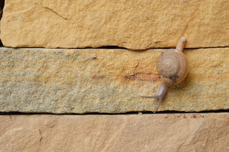 Snail Crawl Slowly on the Wall Stock Photo - Image of blood, shell ...