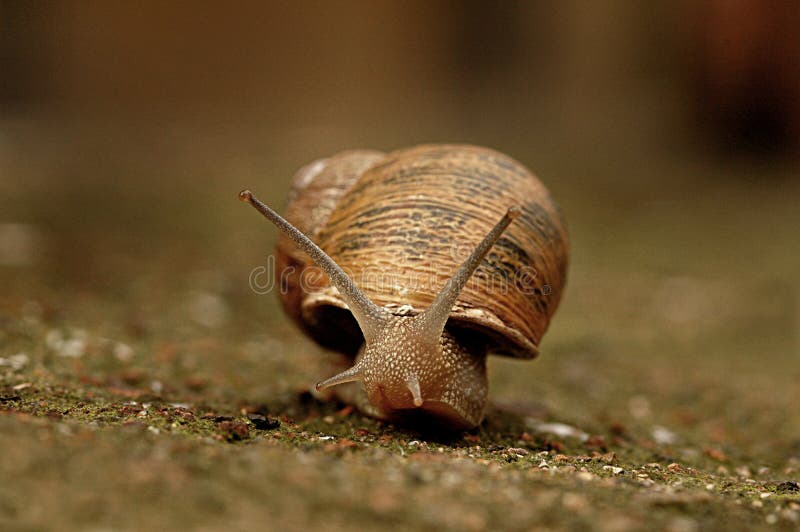 Snail crawling stock photo. Image of brown, solo, slithering - 13202568