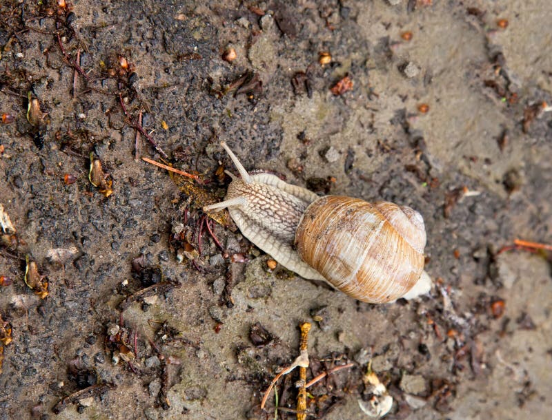 Snail crawling stock photo. Image of slime, crawl, plant - 25160428