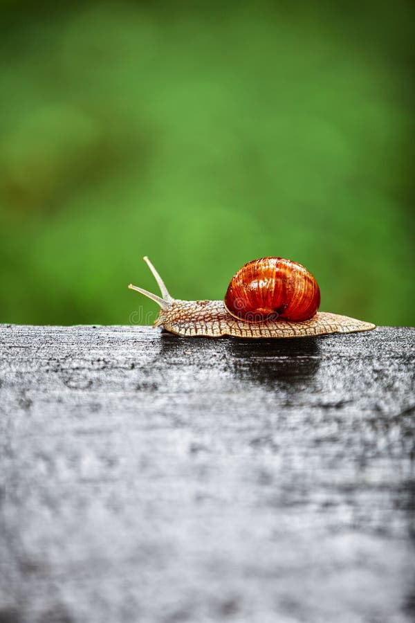 Snail crawling stock image. Image of mollusc, slither - 25455825