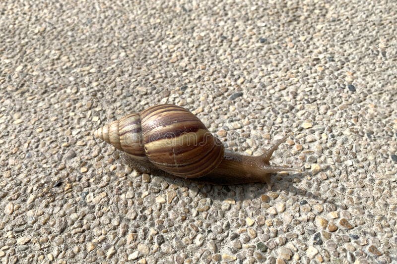 A Snail Crawling Across a Sidewalk Stock Photo - Image of shadow, shell ...