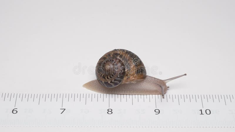 Snail Crawling Along the Measurement Ruler Scale Stock Video - Video of ...