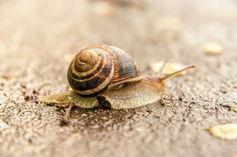 Snail crawling on asphalt stock image. Image of bangkok - 140684029
