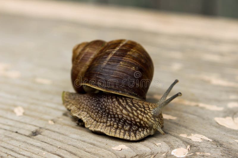 Snail crawling on bench stock photo. Image of nature - 73525470
