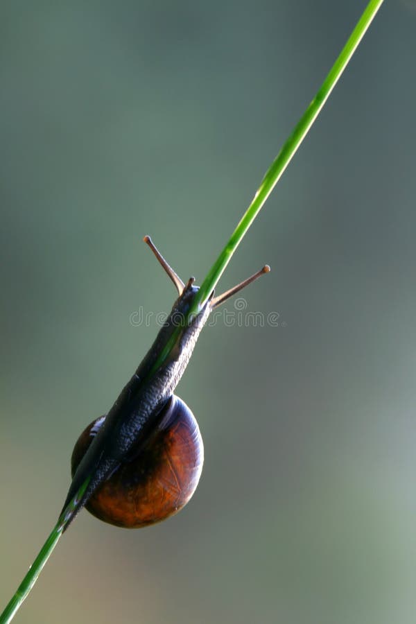 Snail Crawling on a Blade of Grass. Stock Image - Image of closeup ...