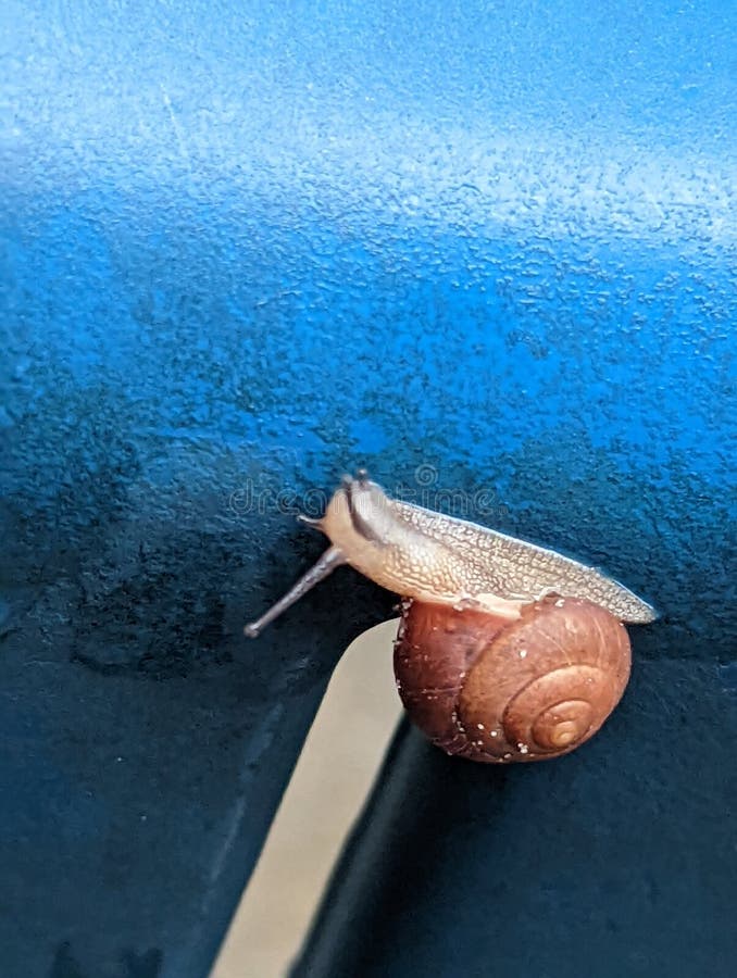 Snail Crawling on Blue Metal Stock Image - Image of snail, leaf: 271783597
