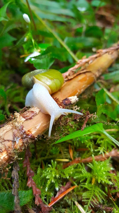 Snail on a branch stock image. Image of wild, closeup - 218789527