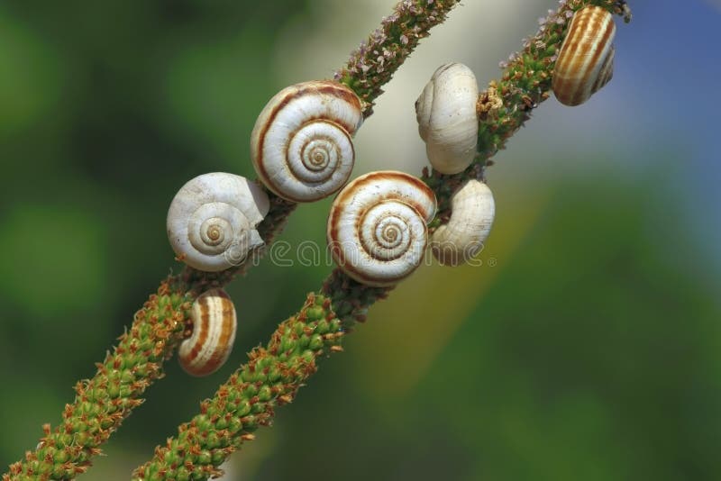Snail crawling on a branch stock photo. Image of steam - 45127272