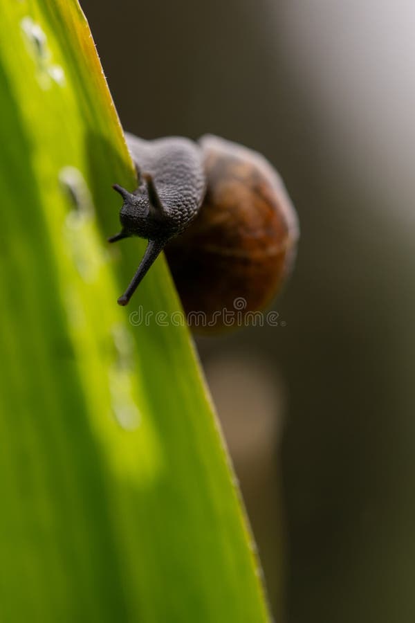 Snail Crawling on a Blade of Grass. Shallow Depth of Field. Stock Photo ...