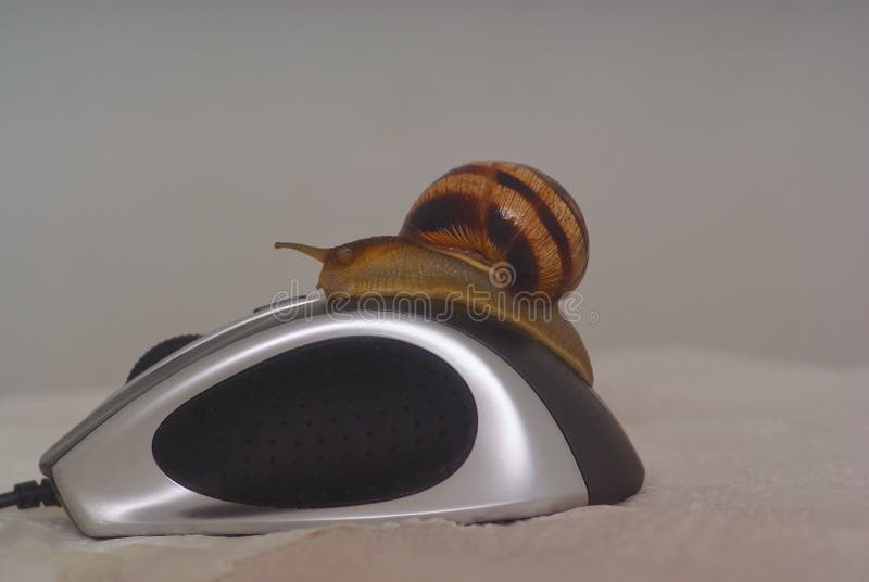 Snail on mouse stock image. Image of connection, computer - 32374177