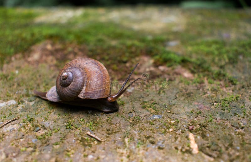 Close-up Snail. stock photo. Image of slimy, shell, mucus - 331424248