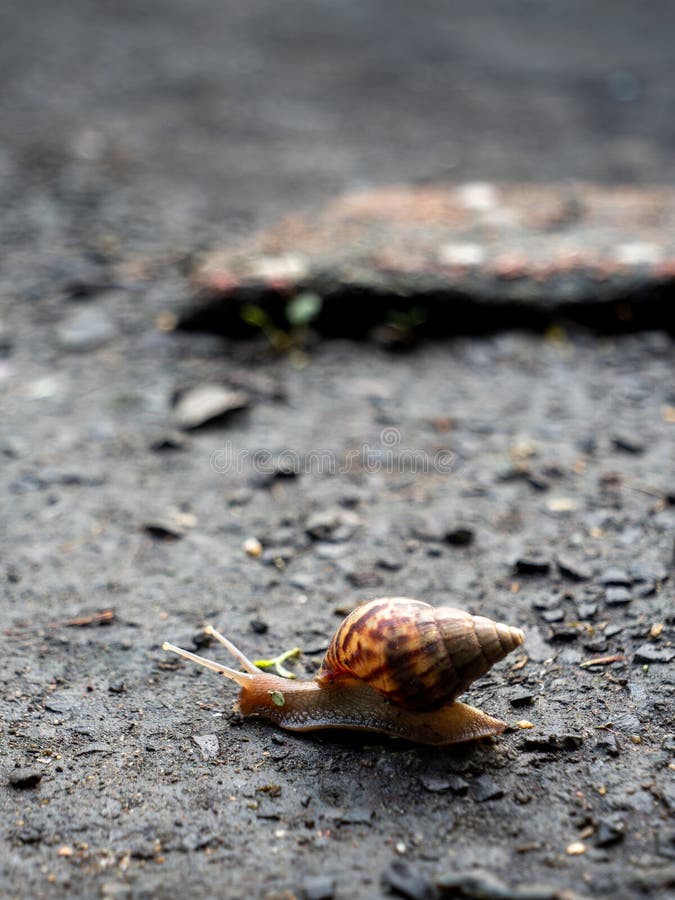 Snail Crawling on Cracked Asphalt Road Stock Image - Image of snail ...