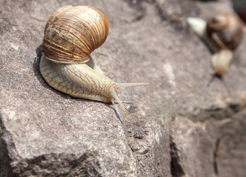 Snail Crawling Down Close-up Stock Photo - Image of bright, closeup ...