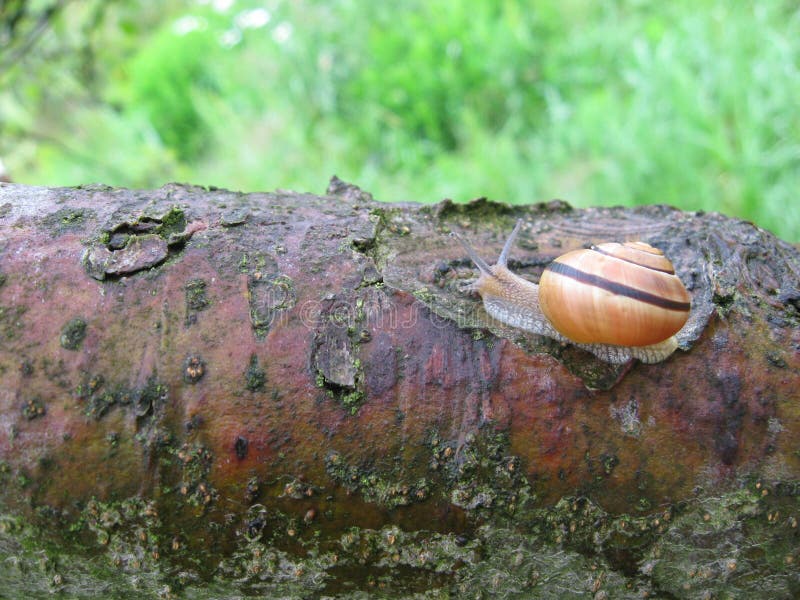 Snail , Crawling Down a Tree Trunk. Stock Photo - Image of spring ...