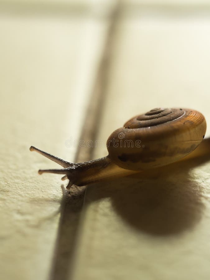 Snail Crawling Traces stock image. Image of funny, house - 113234903