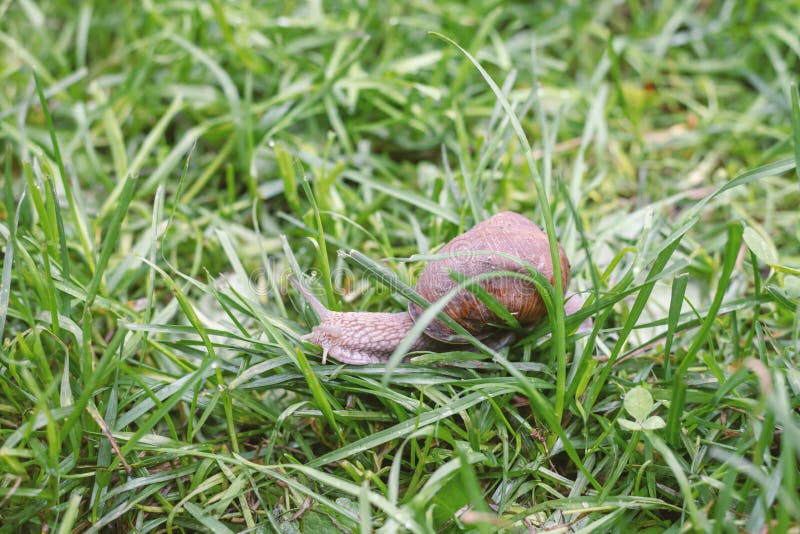 Snail on grass stock photo. Image of summer, snail, nature - 160695238